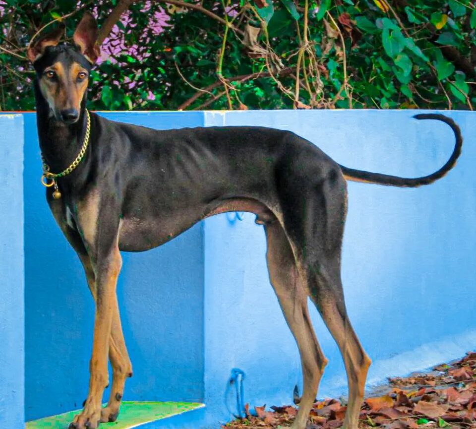 22 Indian Dog Breeds That Will Surprise You