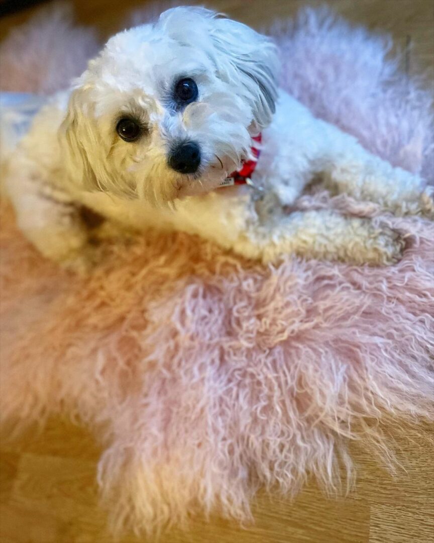 Lhasa Apso Mixes: Meet 22 Charismatic Crossbreeds