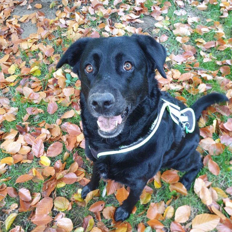 Top 44 Cutest Bernese Mountain Dog Mixes Of All Time