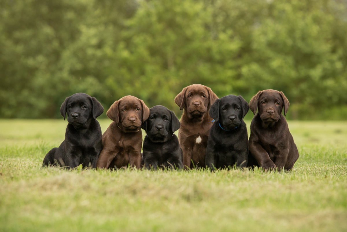 The 13 Best Dog Breeders In Canada That You Can 100% Trust