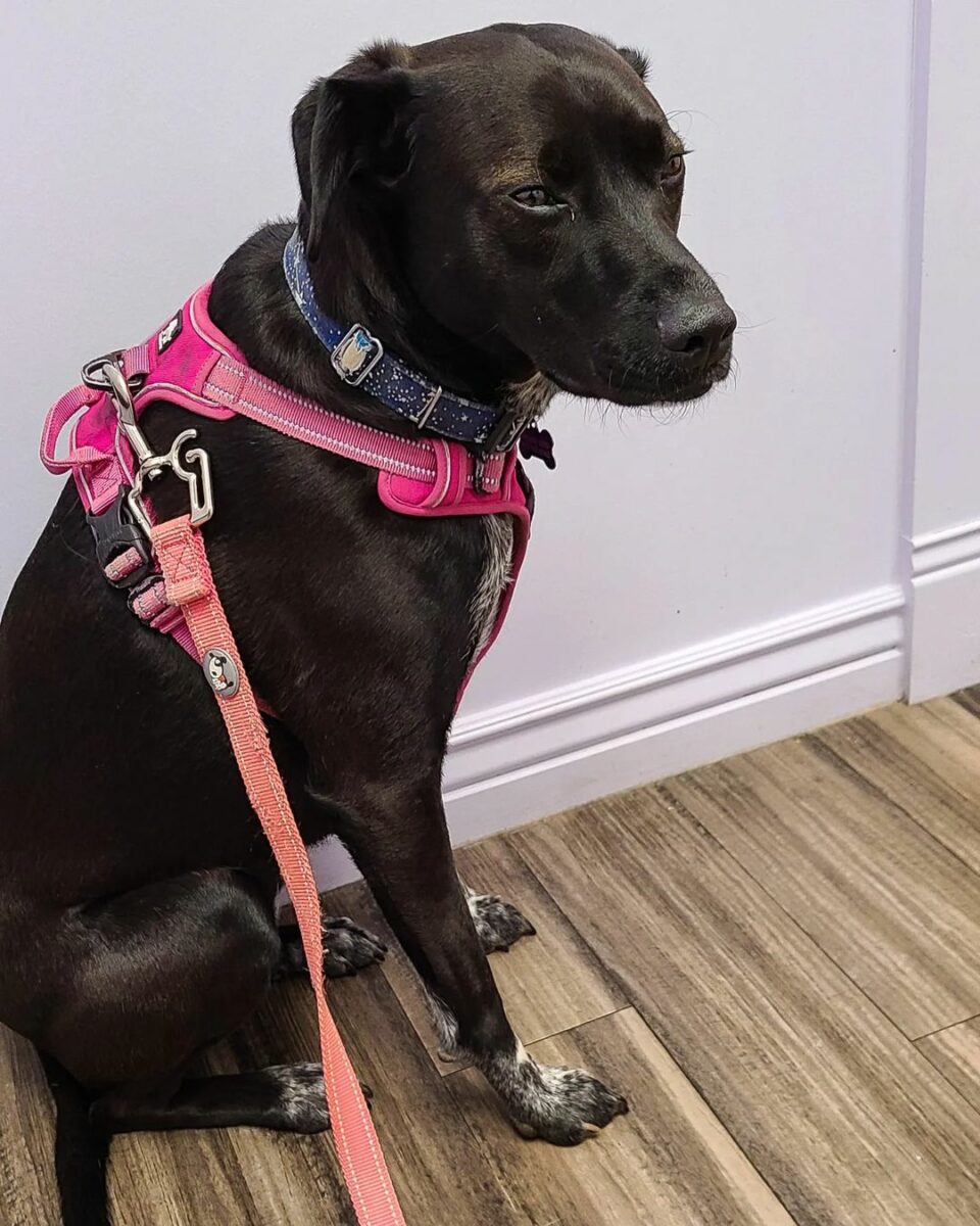 Blue Heeler Mixes: 30 Adorable Pups You Need To See