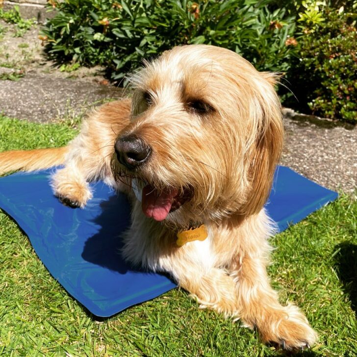 Lhasa Apso Mixes: Meet 22 Charismatic Crossbreeds