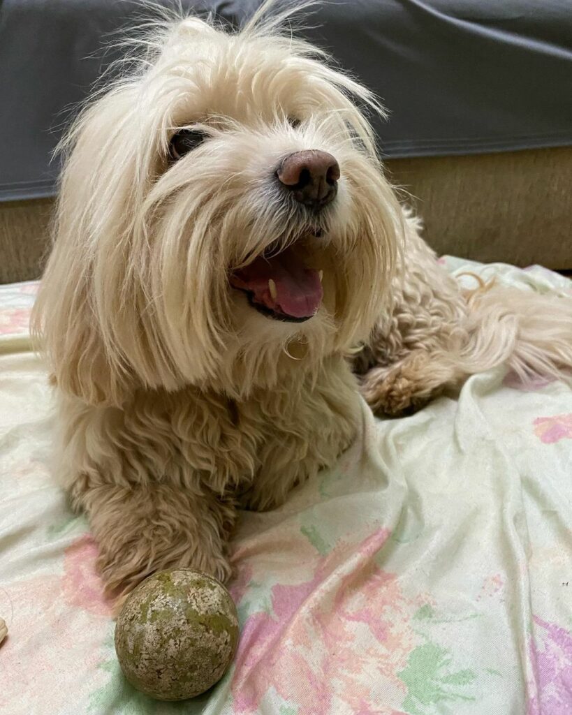 Lhasa Apso Mixes: Meet 22 Charismatic Crossbreeds