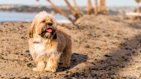 Lhasa Apso Mixes: Meet 22 Charismatic Crossbreeds