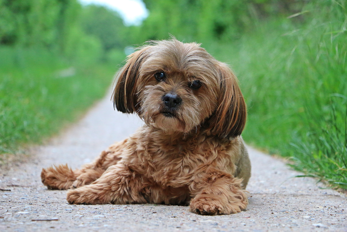 20 Lhasa Apso Colors That Are Too Cute To Handle