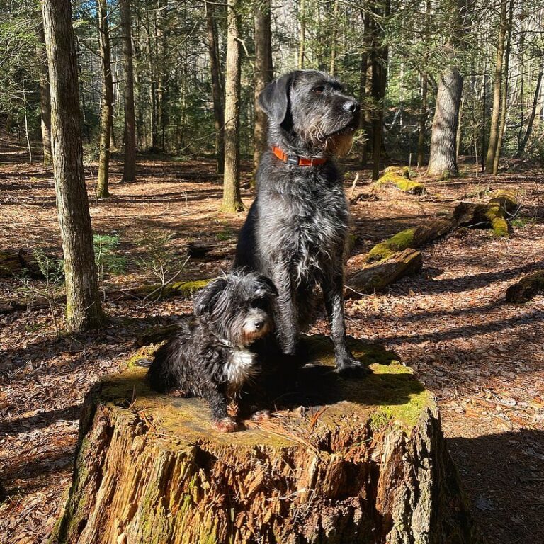 44 Amazing Mastiff Mixes: A Big Collection Of Giant Dogs