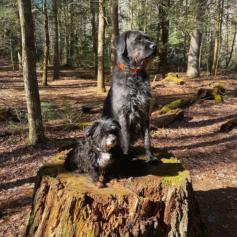 44 Amazing Mastiff Mixes: A Big Collection Of Giant Dogs