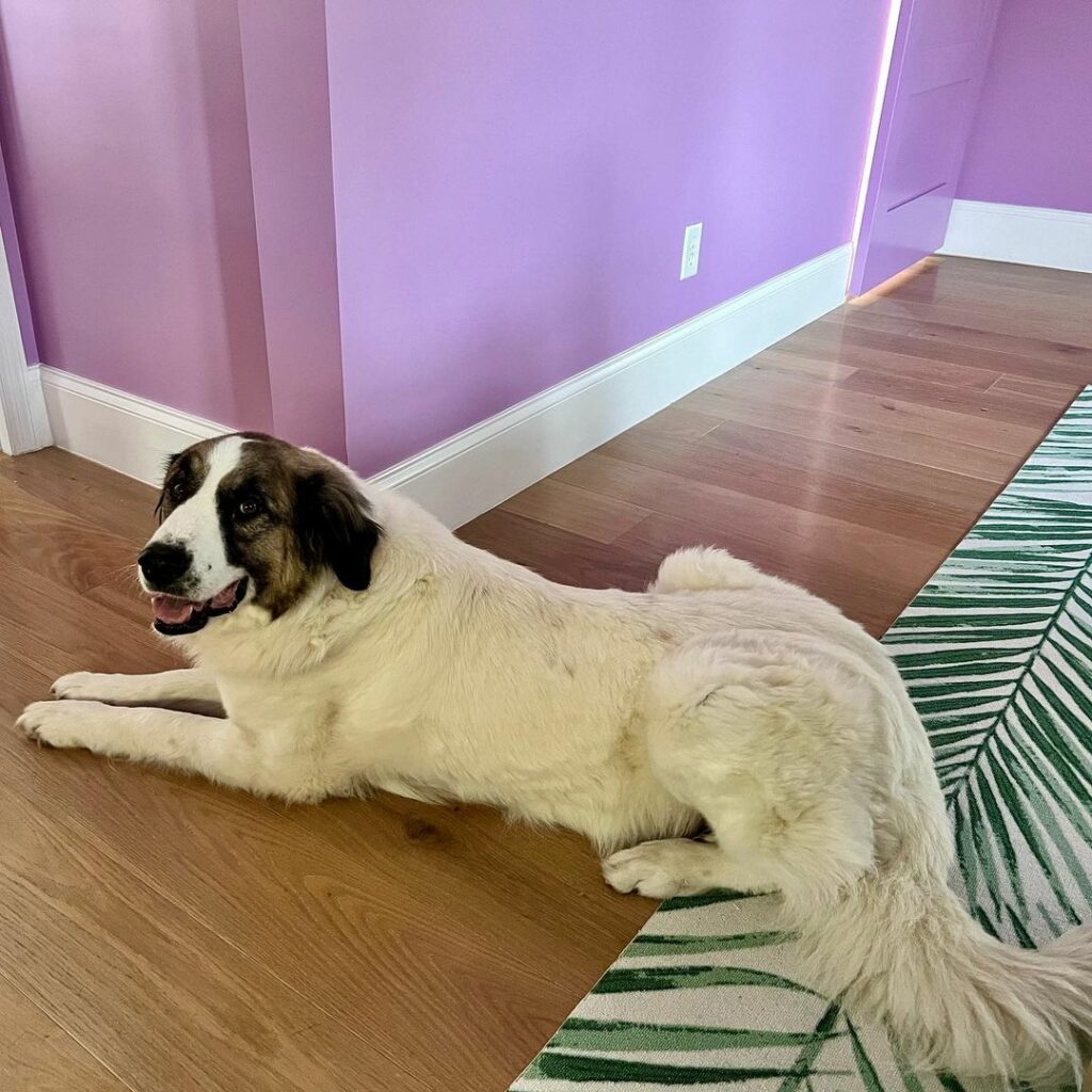 44 Amazing Mastiff Mixes: A Big Collection Of Giant Dogs