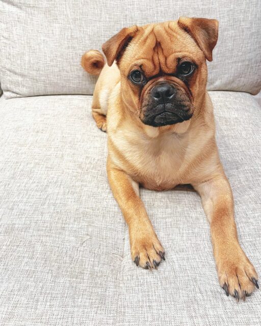 50 Pug Mixes: Cutest Crossbreeds You're Going To Love