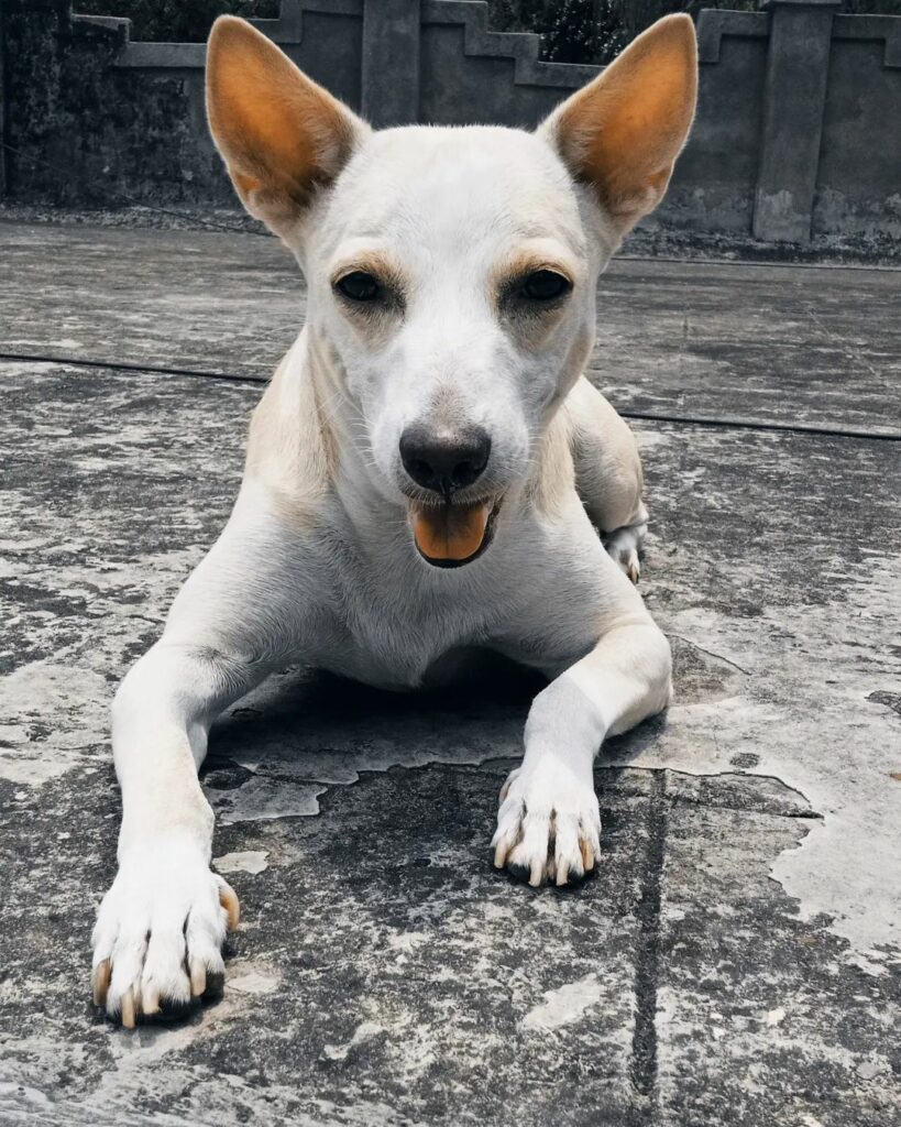 22 Indian Dog Breeds That Will Surprise You