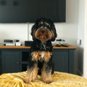 Cockapoo Colors: How Many Adorable Variations Are There?