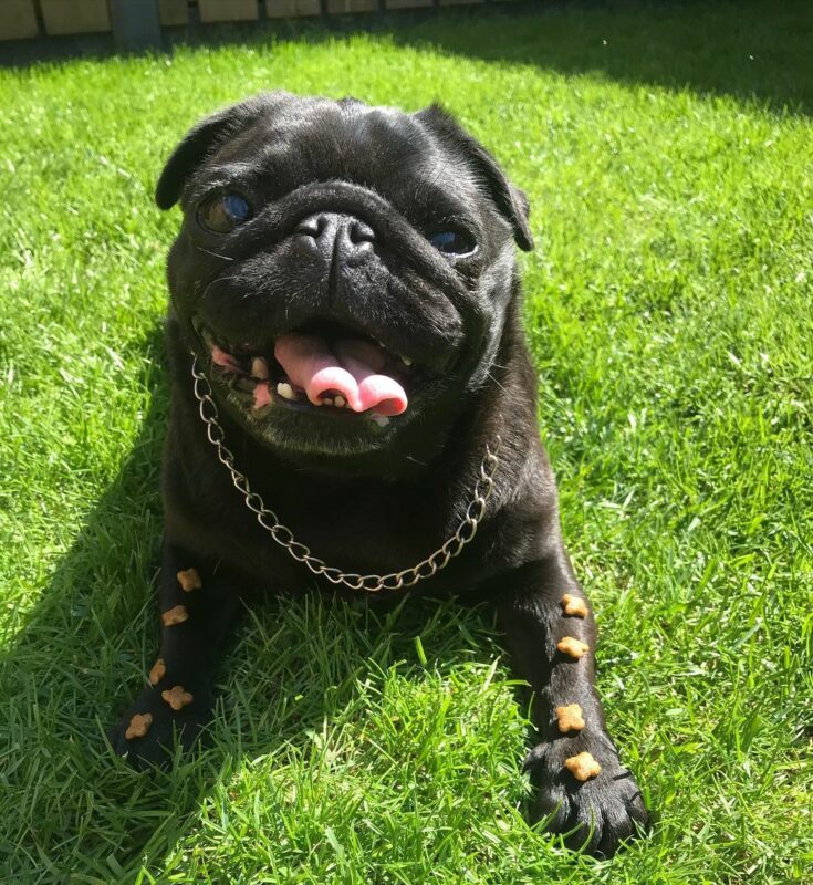 50 Pug Mixes: Cutest Crossbreeds You're Going To Love