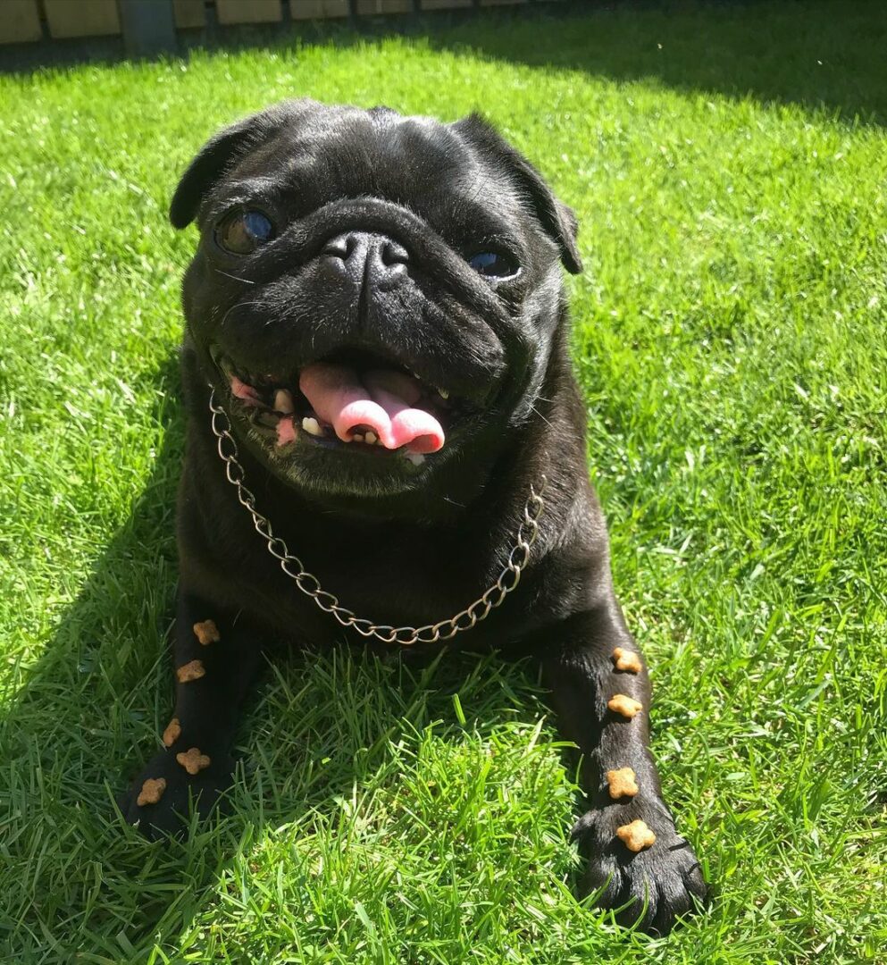 50 Pug Mixes: Cutest Crossbreeds You're Going To Love