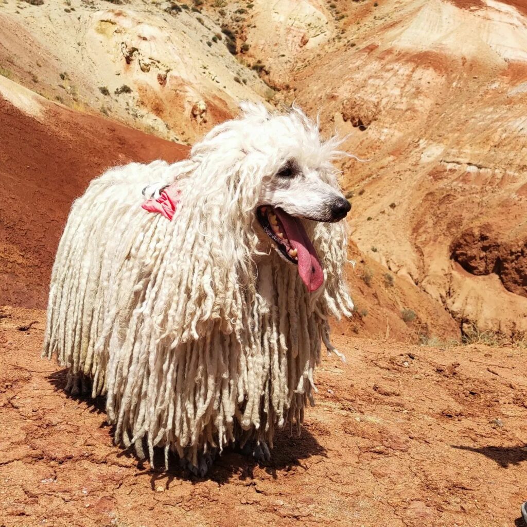 52 White Dog Breeds — Meet The Magical & Pure Floofs