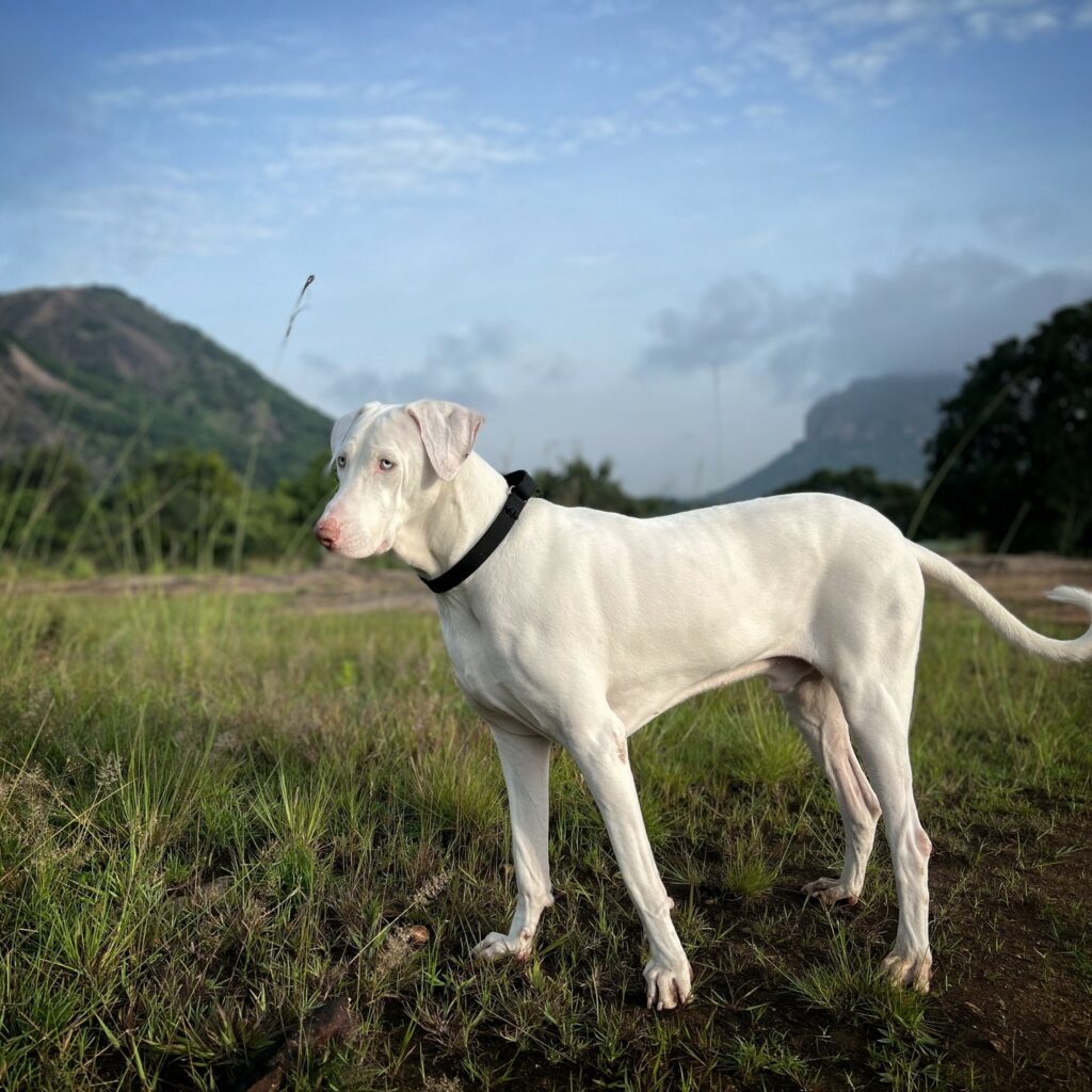 22 Indian Dog Breeds That Will Surprise You