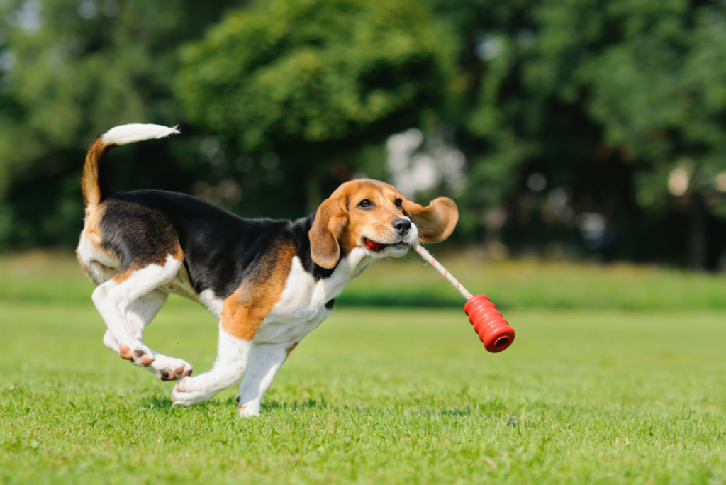 10 Beagle Colors: Choose Your Best Color Combinations