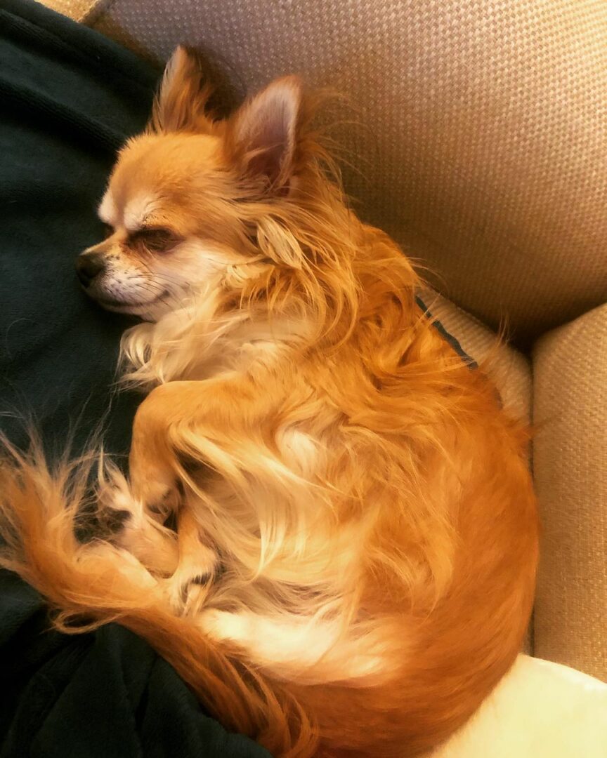 43 Chihuahua Colors You Wish You Knew Before