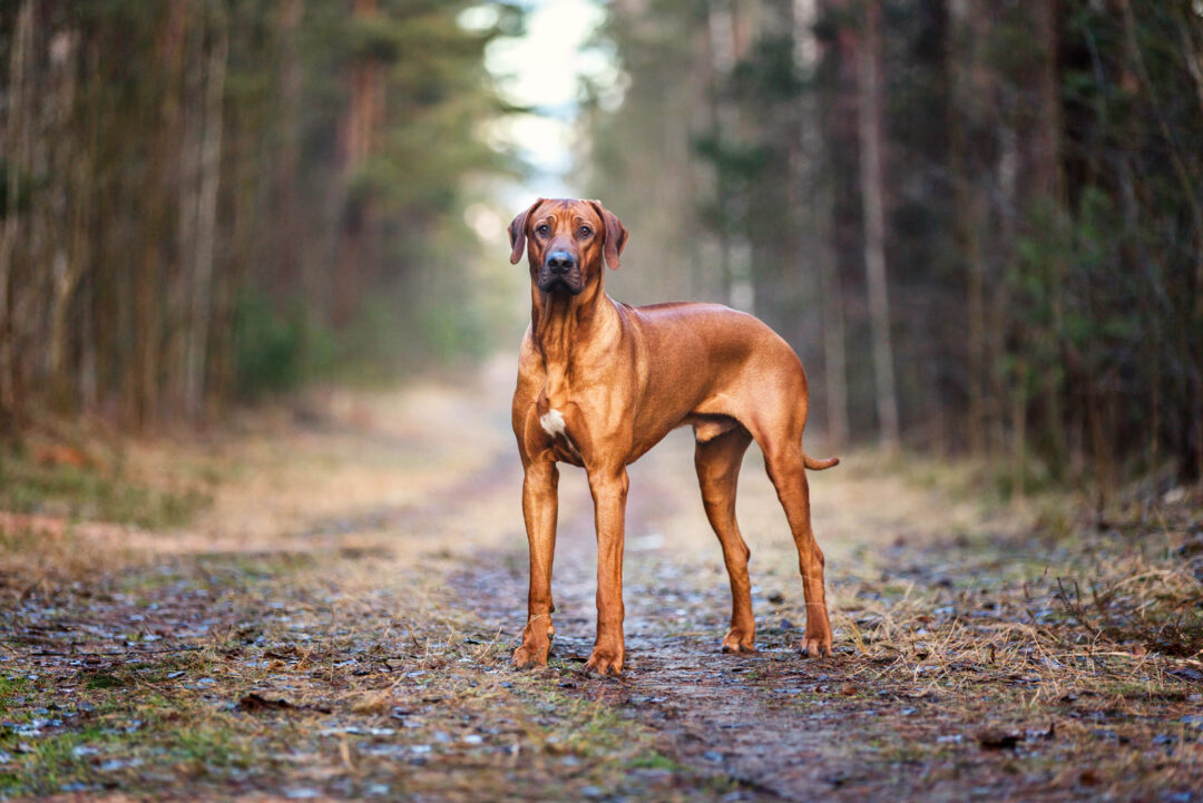 5+ Rhodesian Ridgeback Colors: All Shades Of A Lion Dog