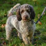 Cockapoo Colors: How Many Adorable Variations Are There?