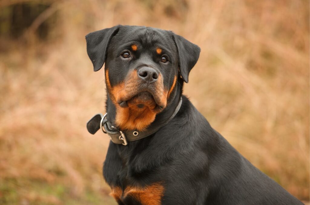 Top 5 Roman Rottweiler Breeders In The United States