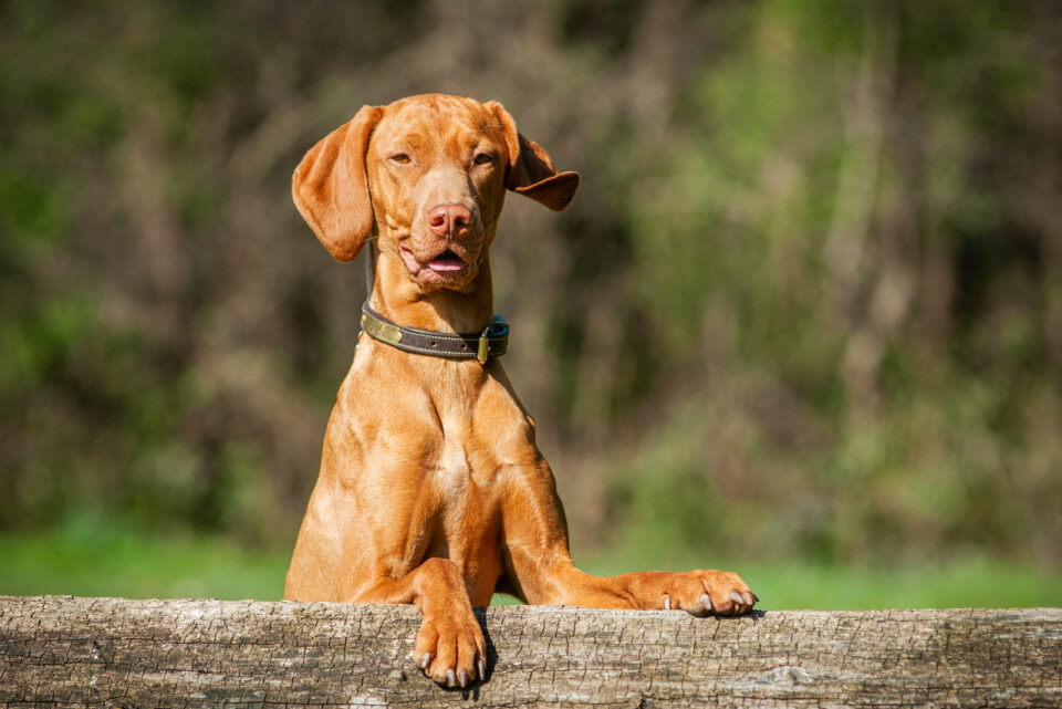 8 Vizsla Colors With Pictures: Choose Your Favorite