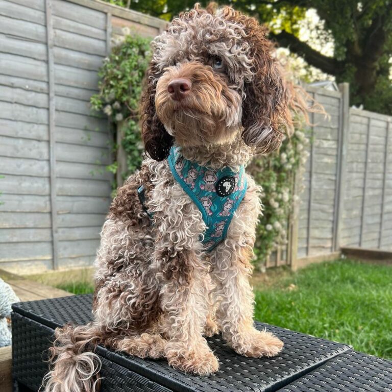 Cockapoo Colors: How Many Adorable Variations Are There?