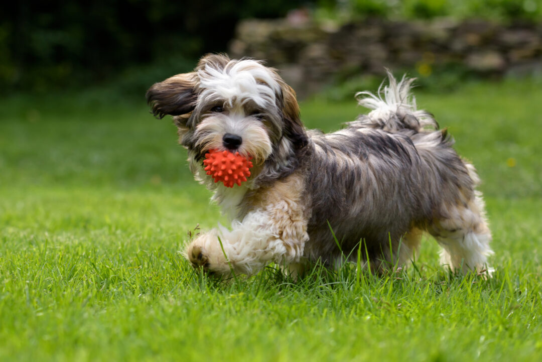 25 Havanese Colors That Will Blow Your Mind