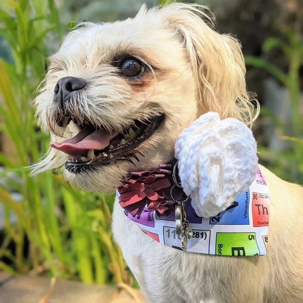 50 Pug Mixes: Cutest Crossbreeds You're Going To Love