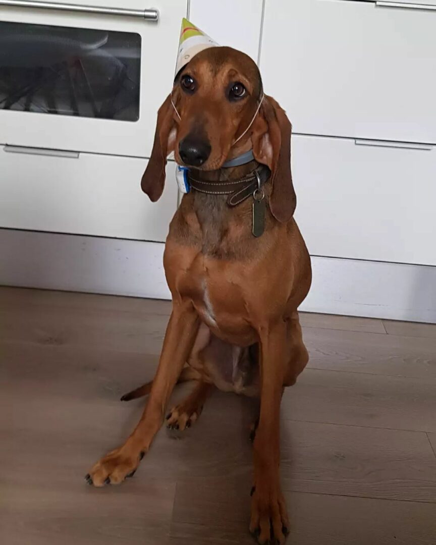 16 Italian Dog Breeds: PupVine’s Favorite Italians