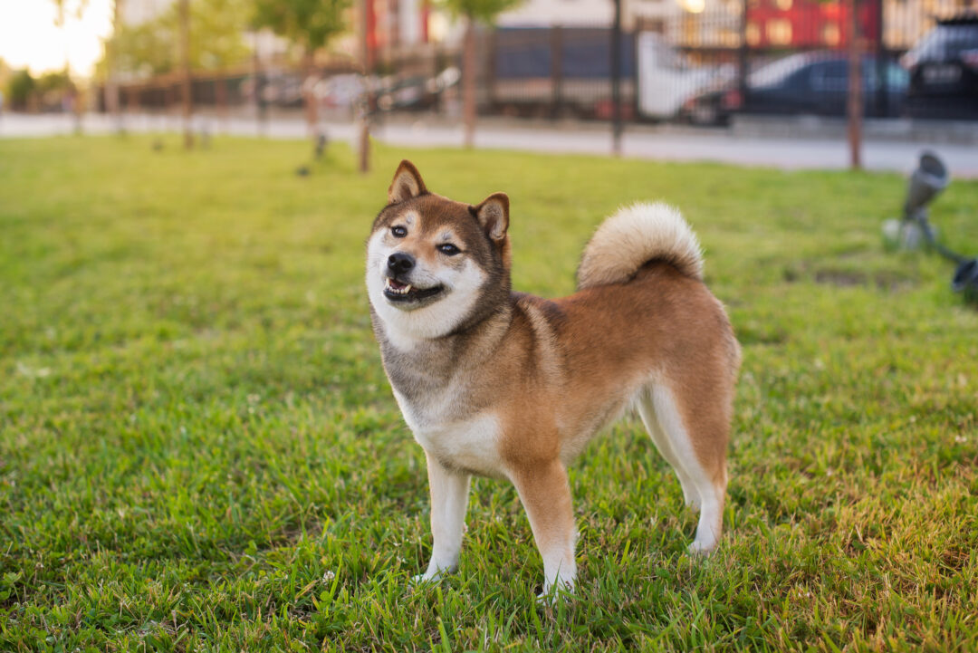 Dog Colors 101: An Introduction To Doggy Shades And Patterns - PupVine