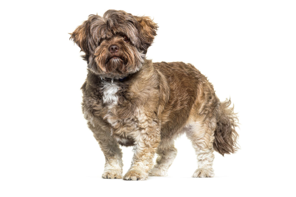 The Top 45 Shih Tzu Mixes That Make Terrific Pets