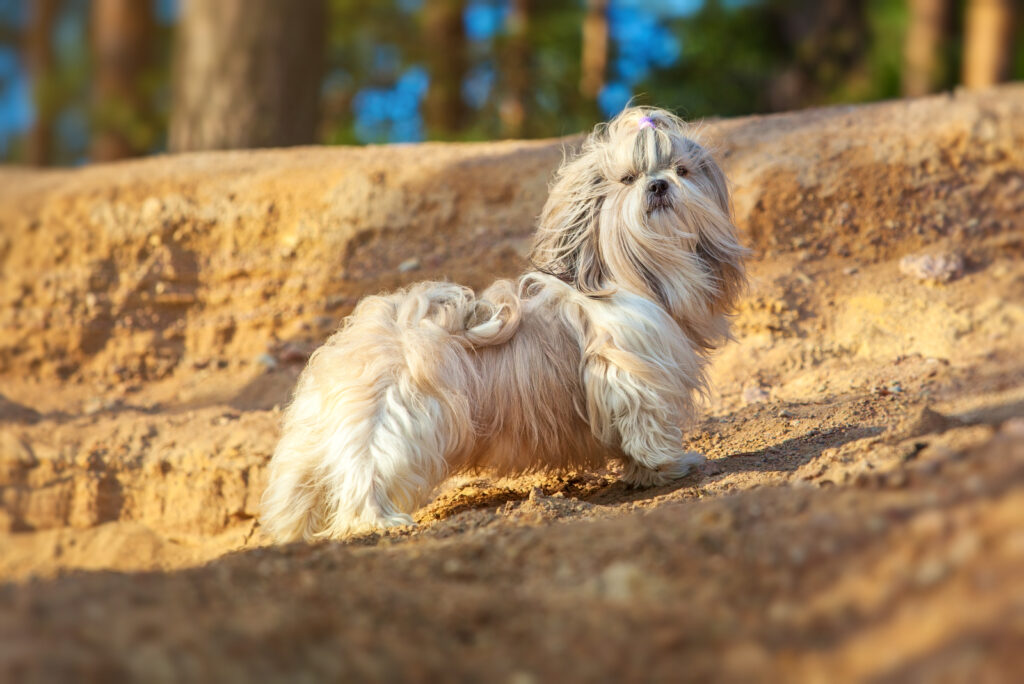 The 37 Dumbest Dog Breeds: Cute But Stupid? Let’s Find Out