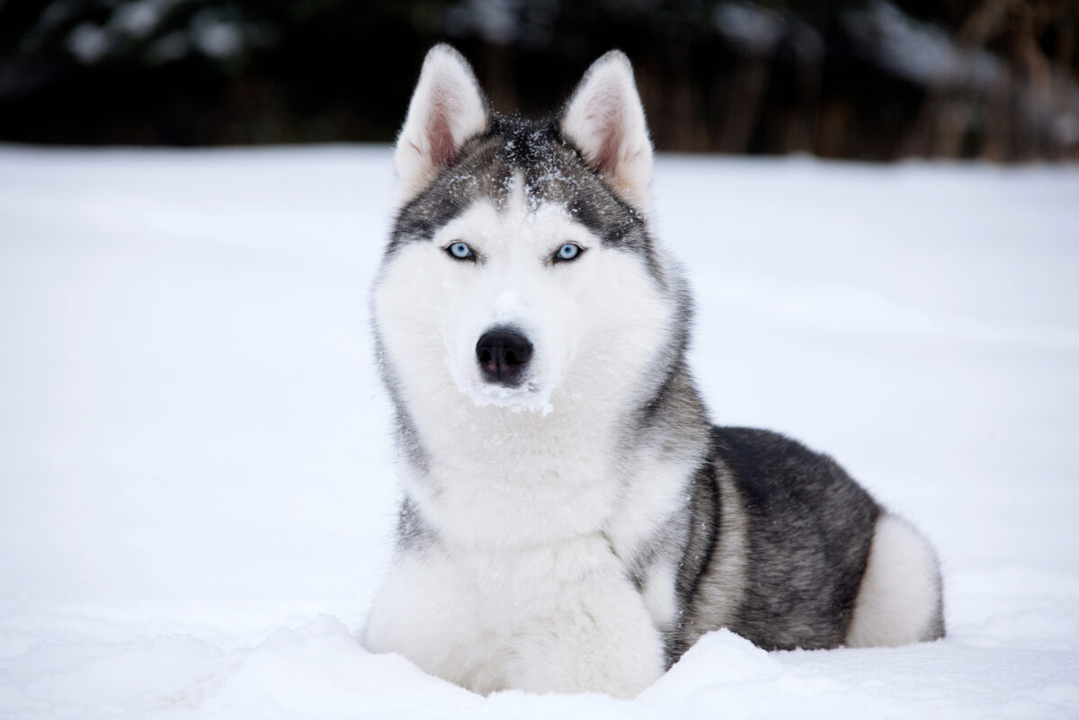 Blue Eyed Dogs: 36 Enchanting Dog Breeds With Cerulean Eyes