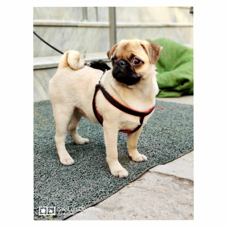 50 Pug Mixes: Cutest Crossbreeds You're Going To Love