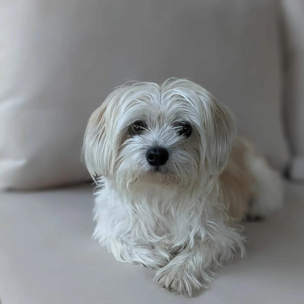 The Top 45 Shih Tzu Mixes That Make Terrific Pets