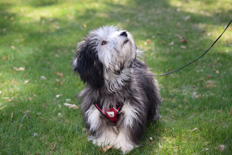25 Havanese Colors That Will Blow Your Mind