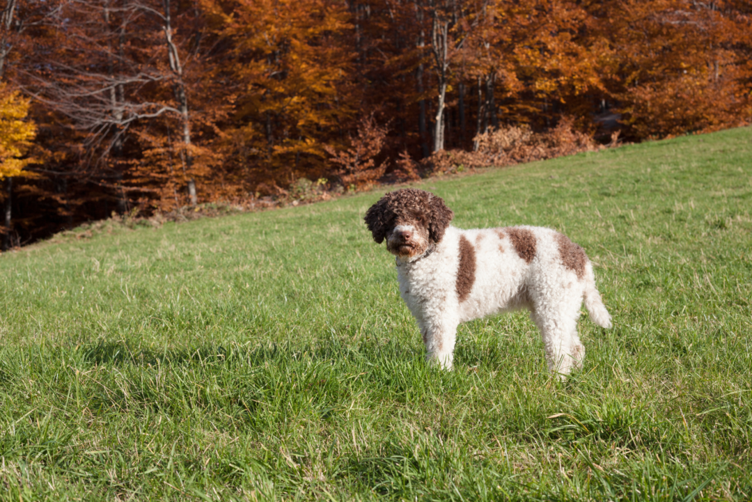 6 Lagotto Romagnolo Colors And Color Combinations