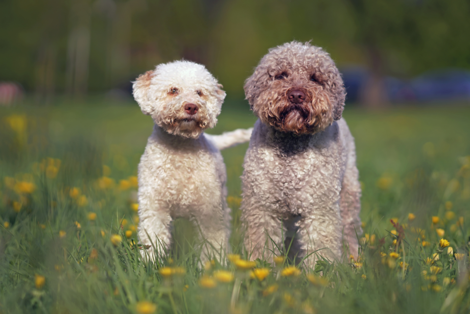 6 Lagotto Romagnolo Colors And Color Combinations