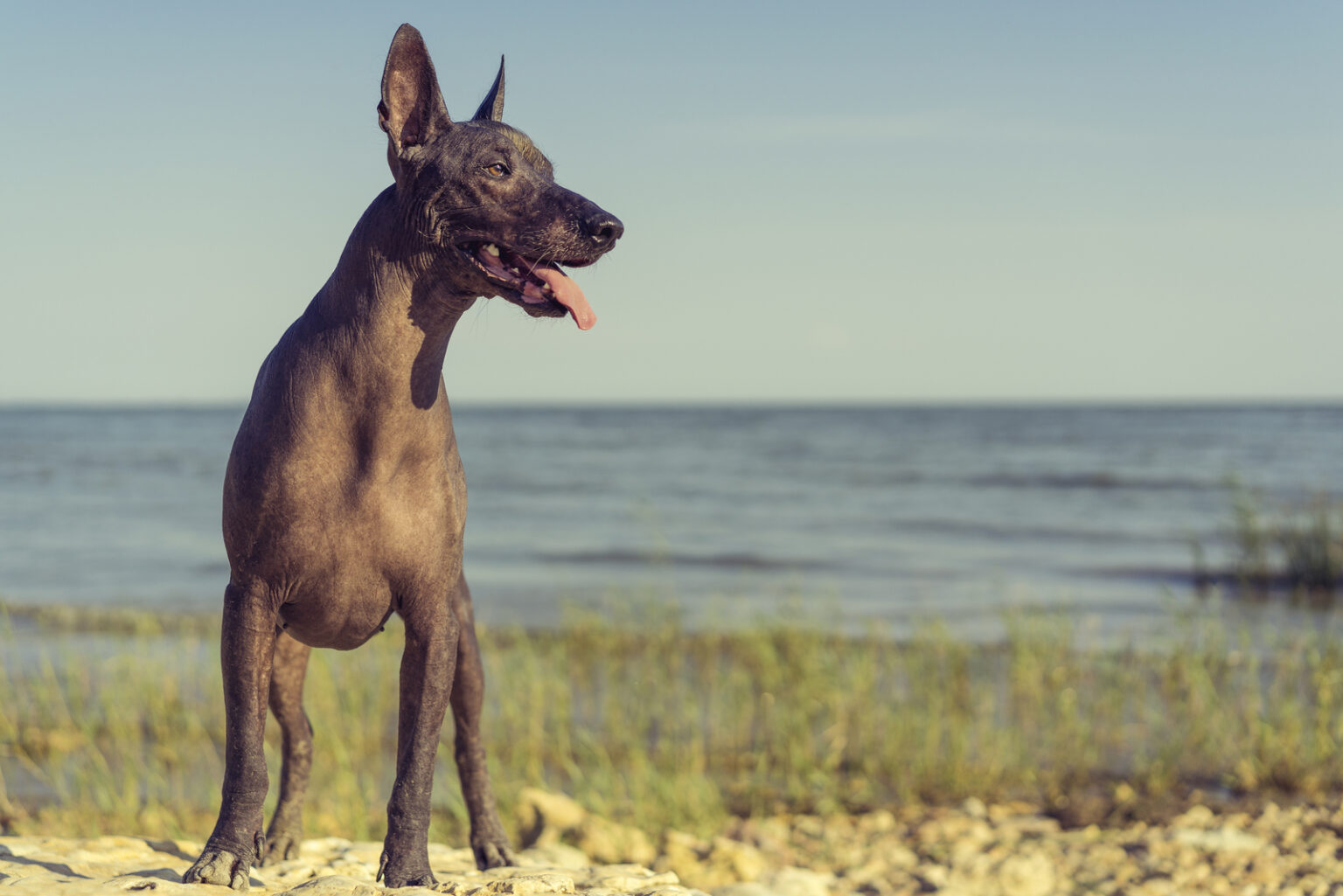 Meet 6 Mexican Dog Breeds And Spice Up Your Life