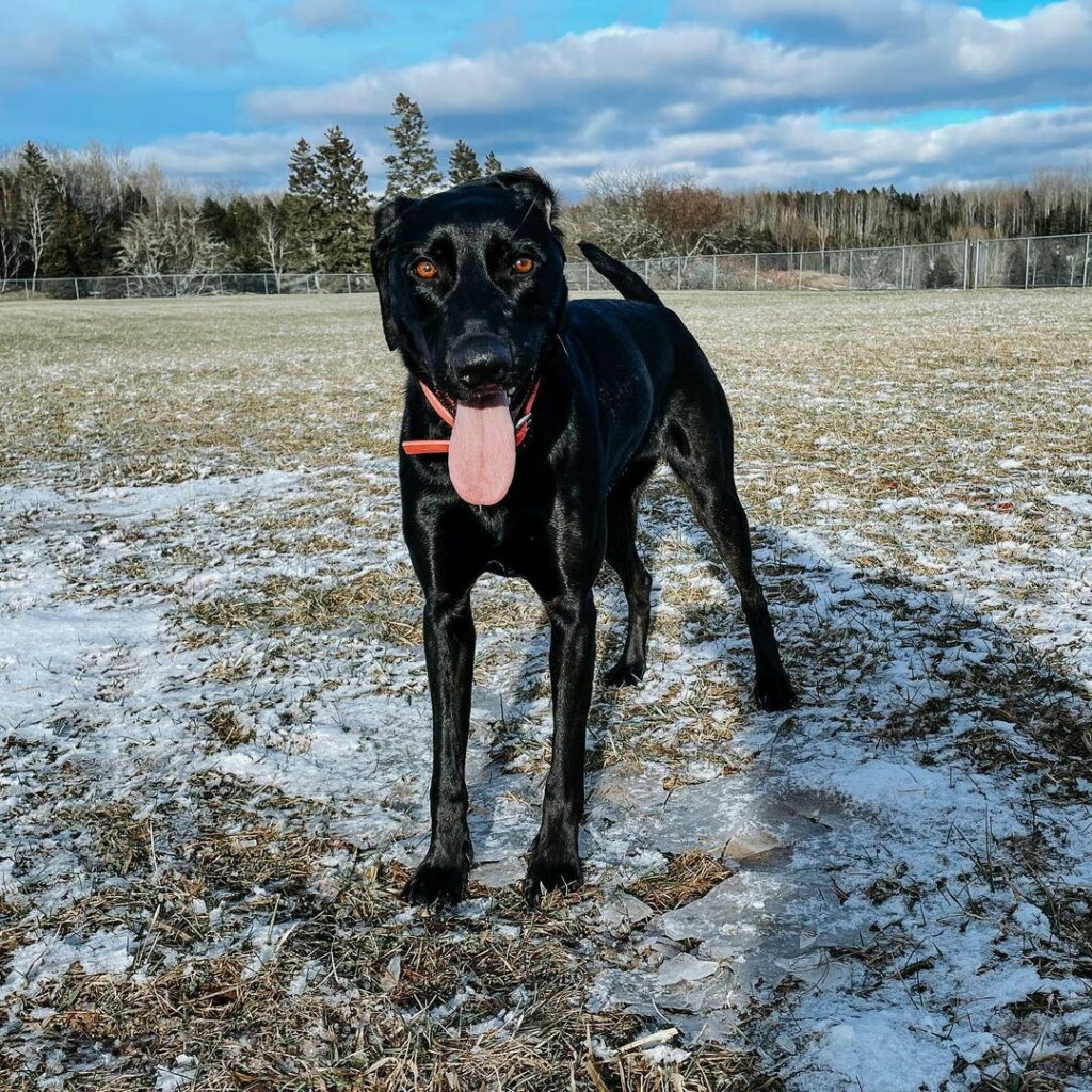 These 25 Weimaraner Mixes Will Steal Your Heart
