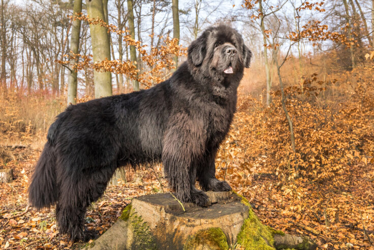 9 Newfoundland Colors With Pictures: Choose Your Favorite
