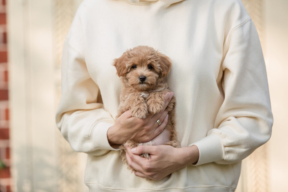 Maltipoo Colors: Everything You Need To Know!