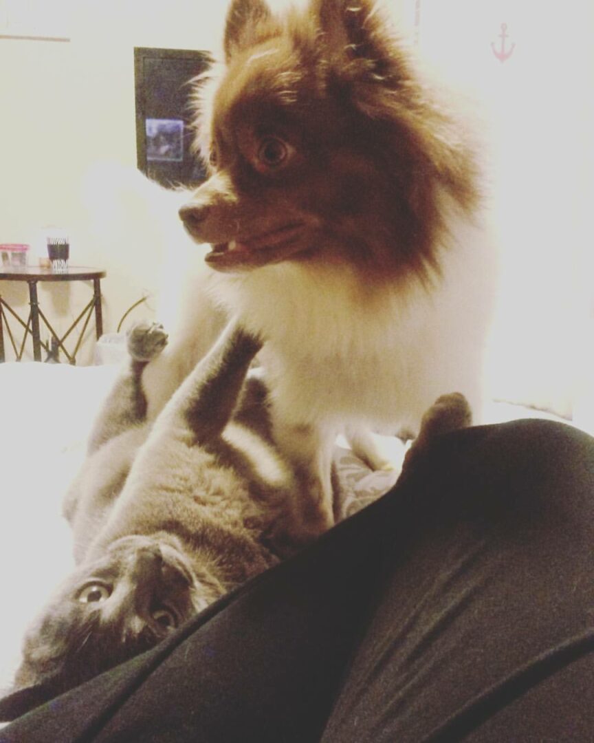 30 Alaskan Malamute Mixes: When The Fluff Prevails
