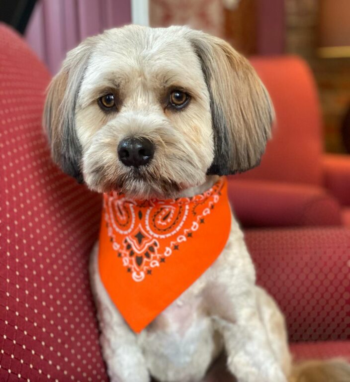 The 30 Cutest Havanese Mixes In Existence – Gotta Pet ‘Em All