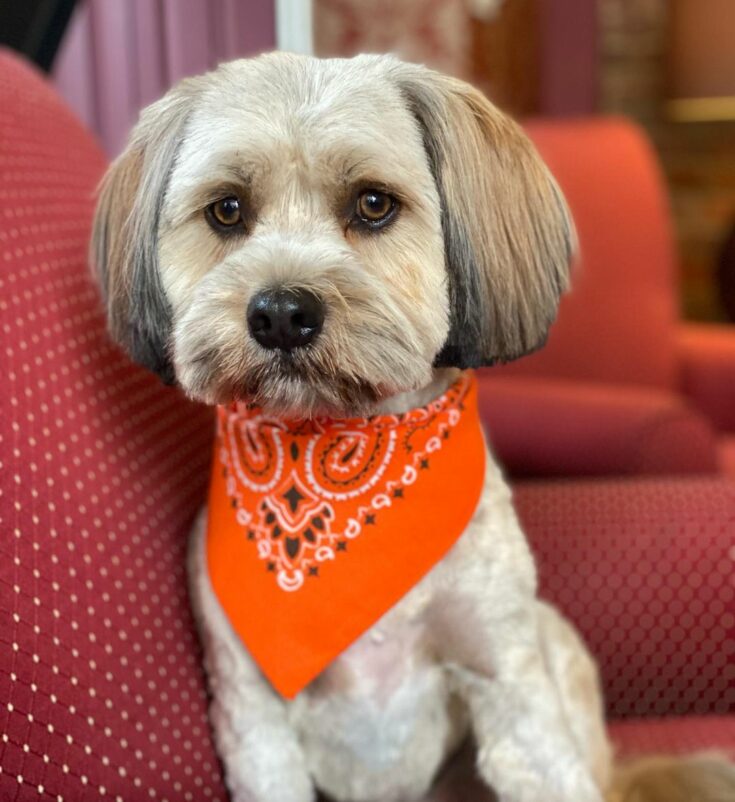 The 30 Cutest Havanese Mixes In Existence – Gotta Pet ‘Em All