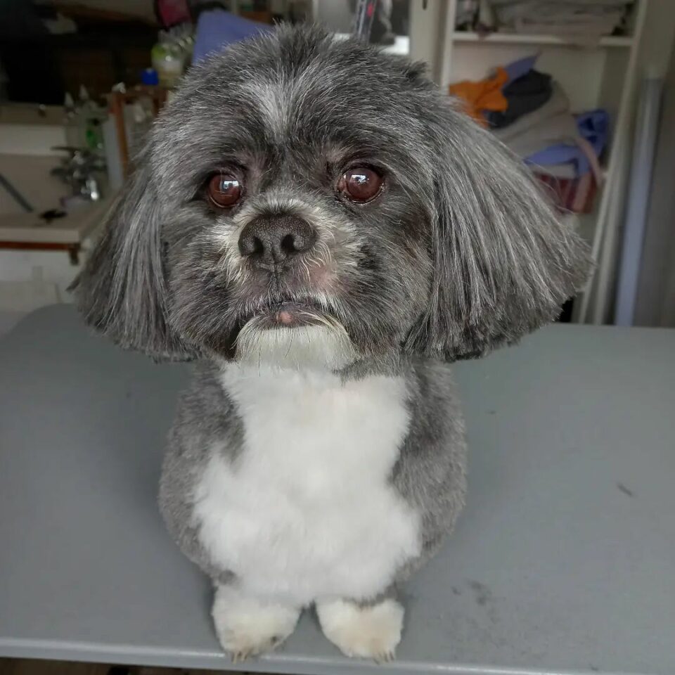 20 Lhasa Apso Colors That Are Too Cute To Handle