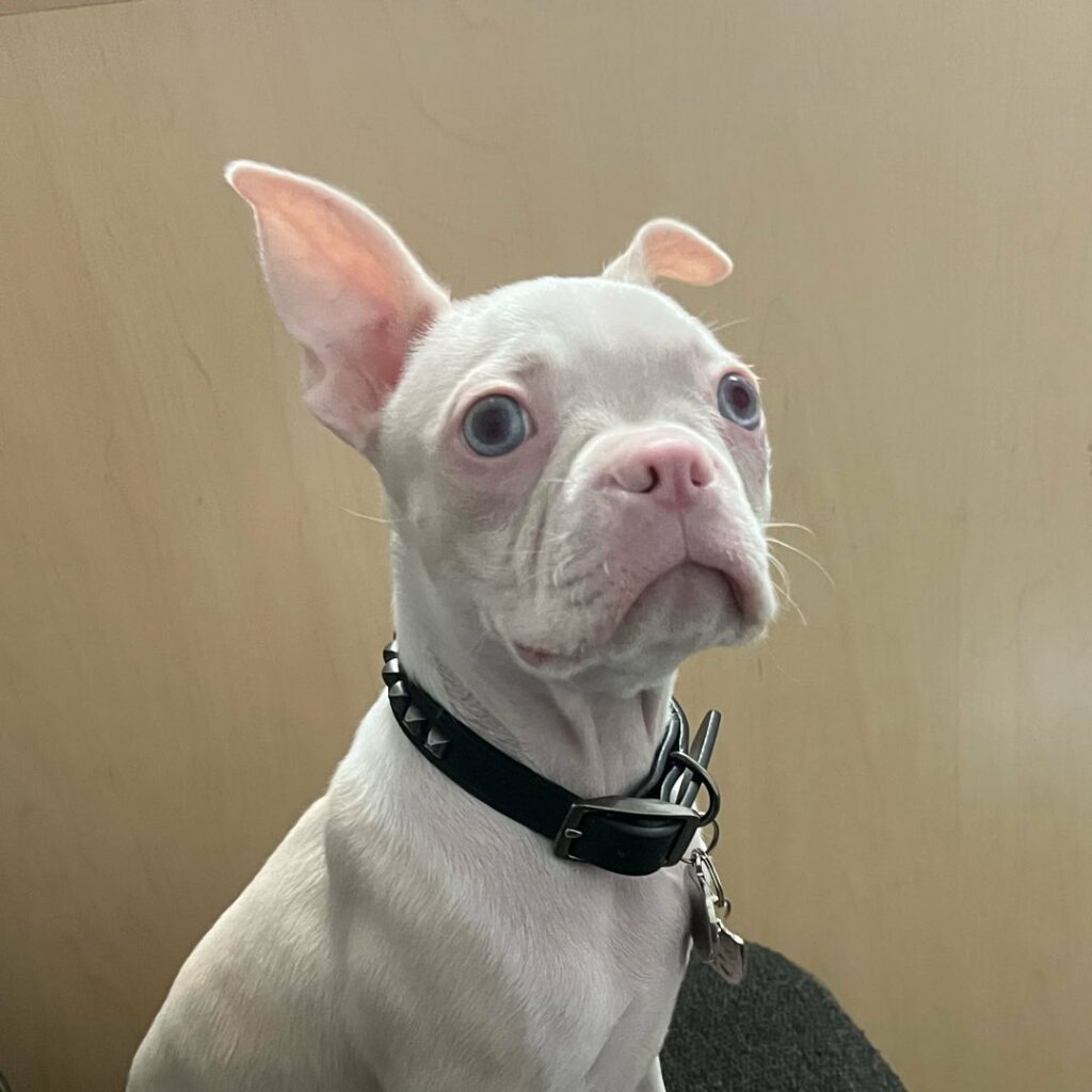 9 Boston Terrier Colors That You Will Adore (With Pictures)