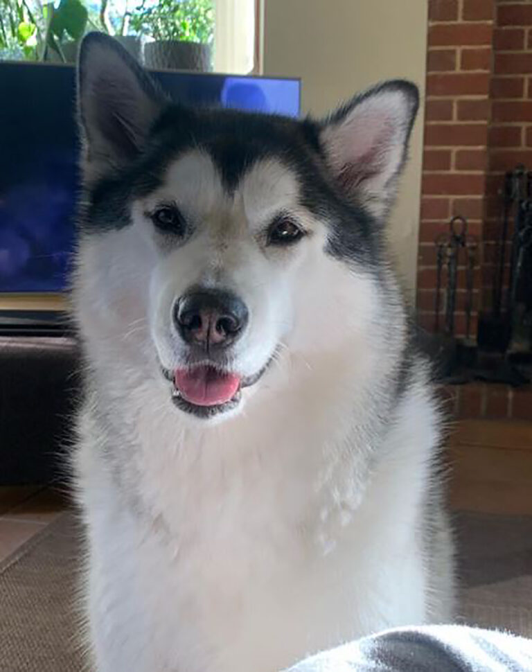 Siberian Husky Mixes: Meet 27 Wonderful Crossbreeds