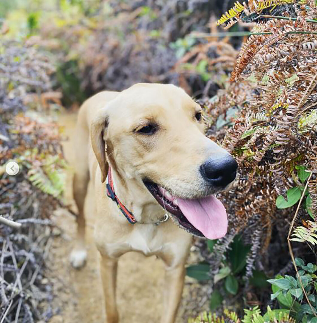 German Shorthaired Pointer Mixes: Meet 15 Smart Dog Breeds