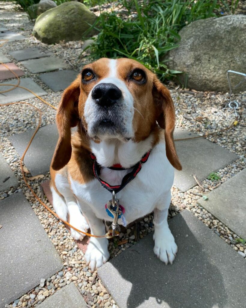 40 Basset Hound Mixes You Need To Know About